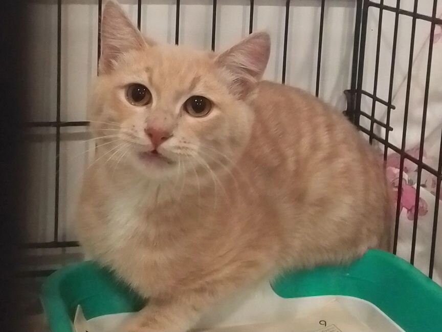 Рыжий котёнок мальчик