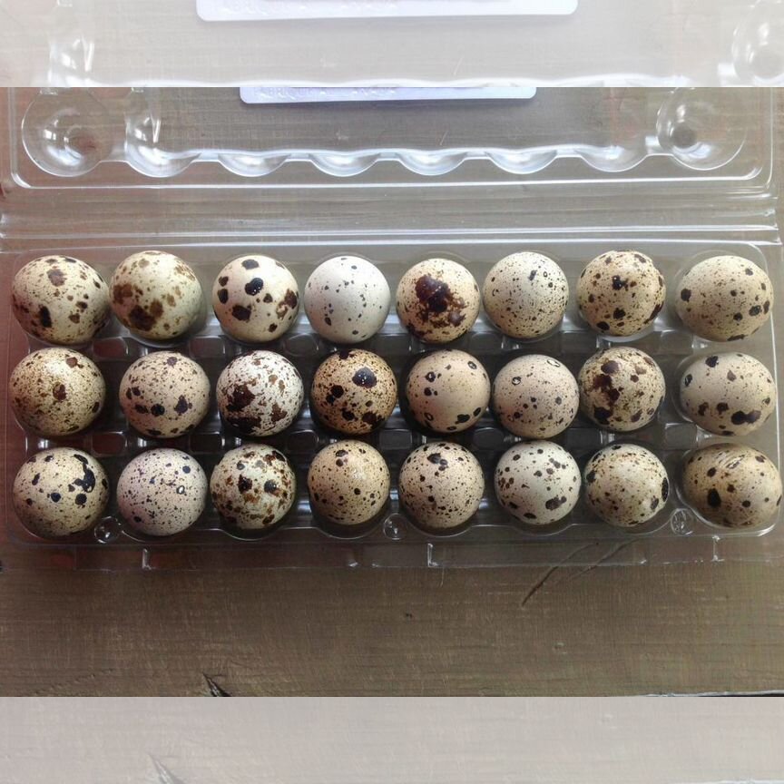 Перепела и яйца