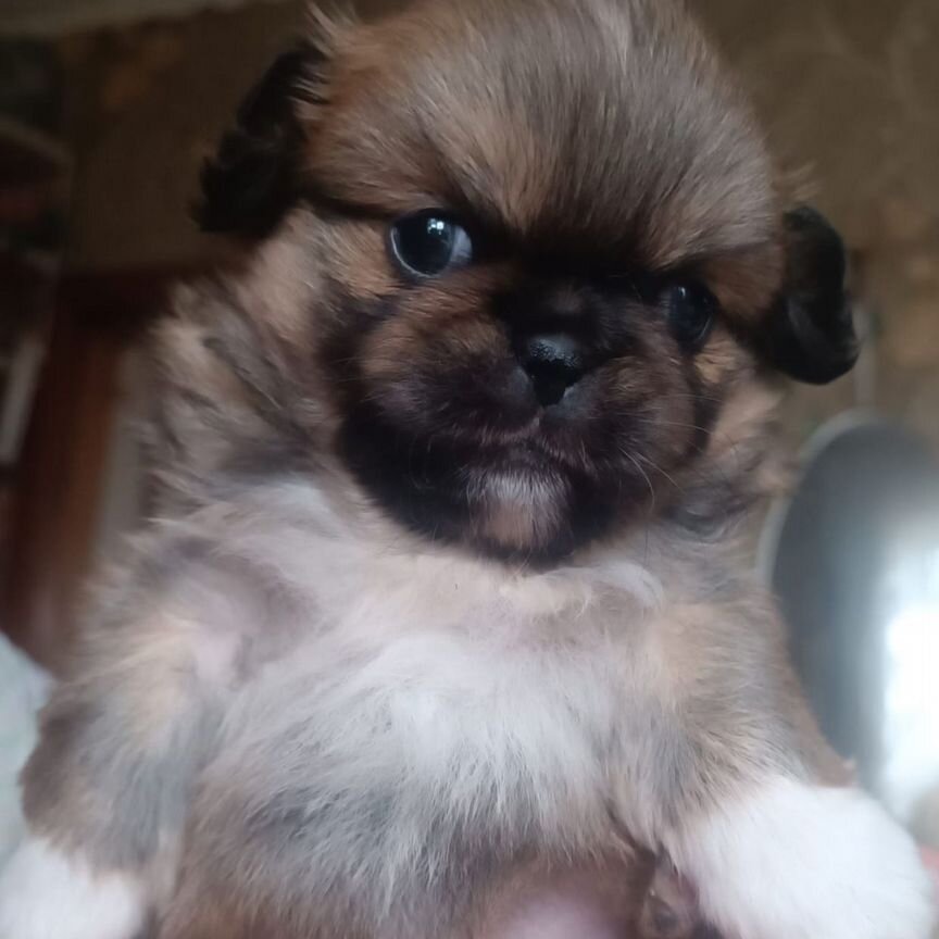 Чудо девочка