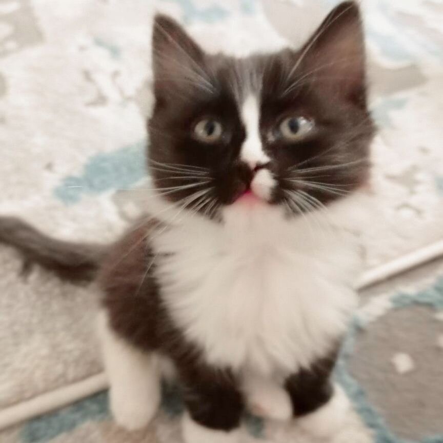 Котята ищут любящих и заботливых хозяев