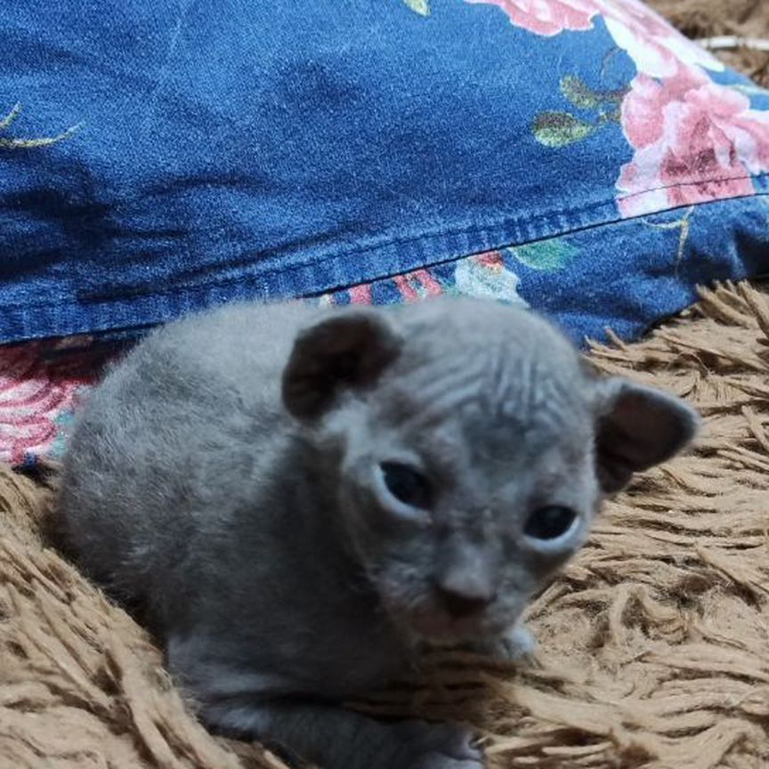 Донской сфинкс котята