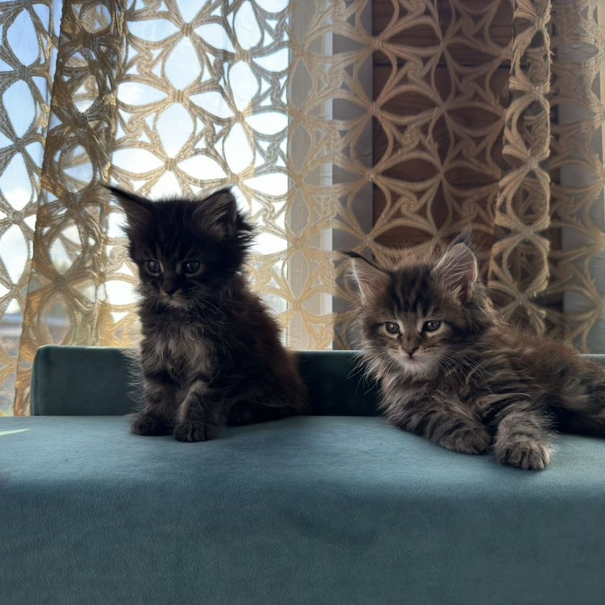 Продам мейнкунов, мальчик и девочка