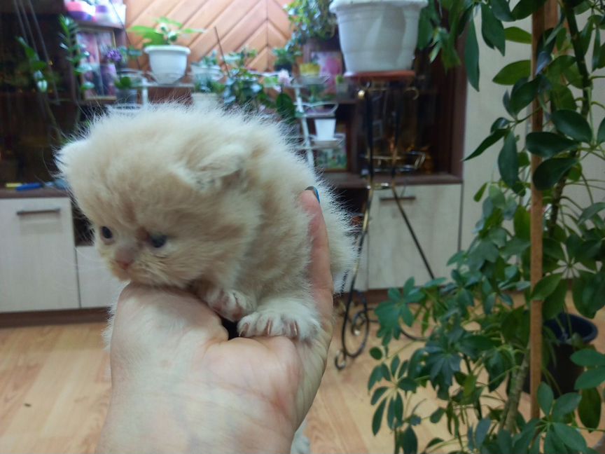 Персидские котята