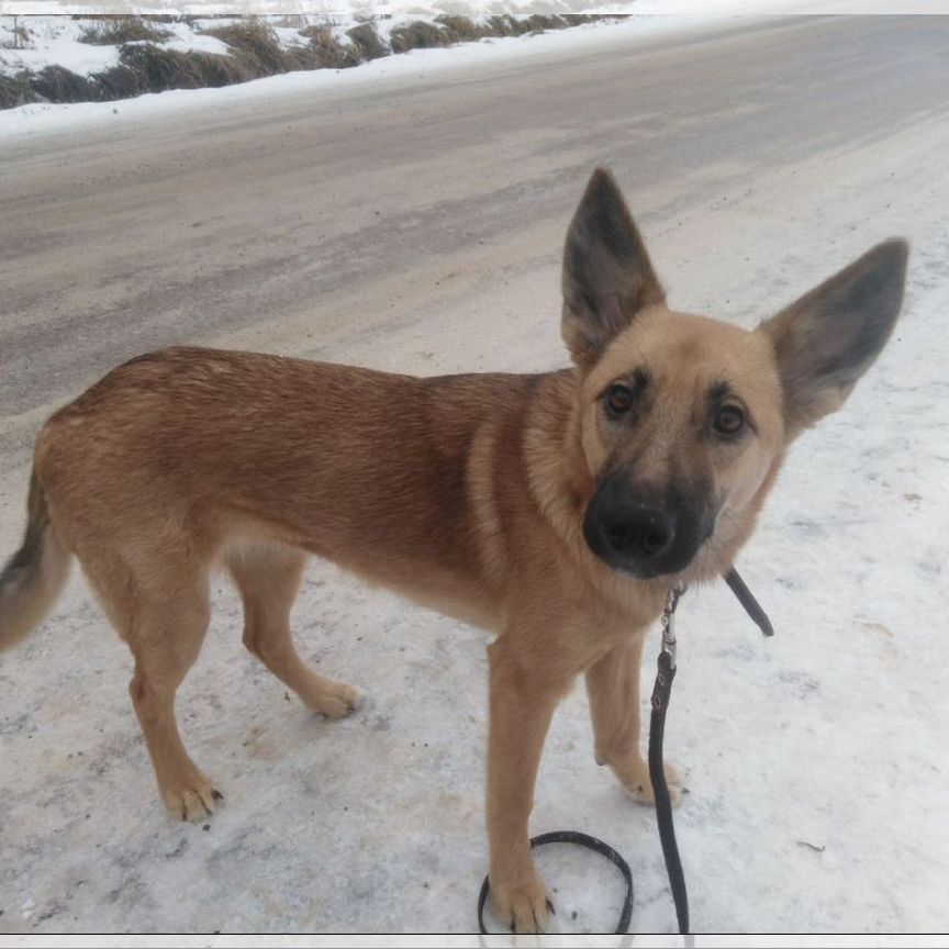 Бельгийская овчарка, взрослая собака