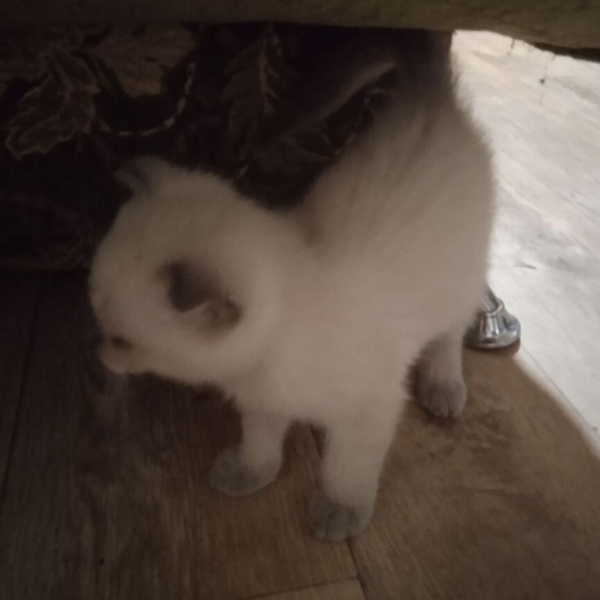 Котята в добрые руки бесплатно