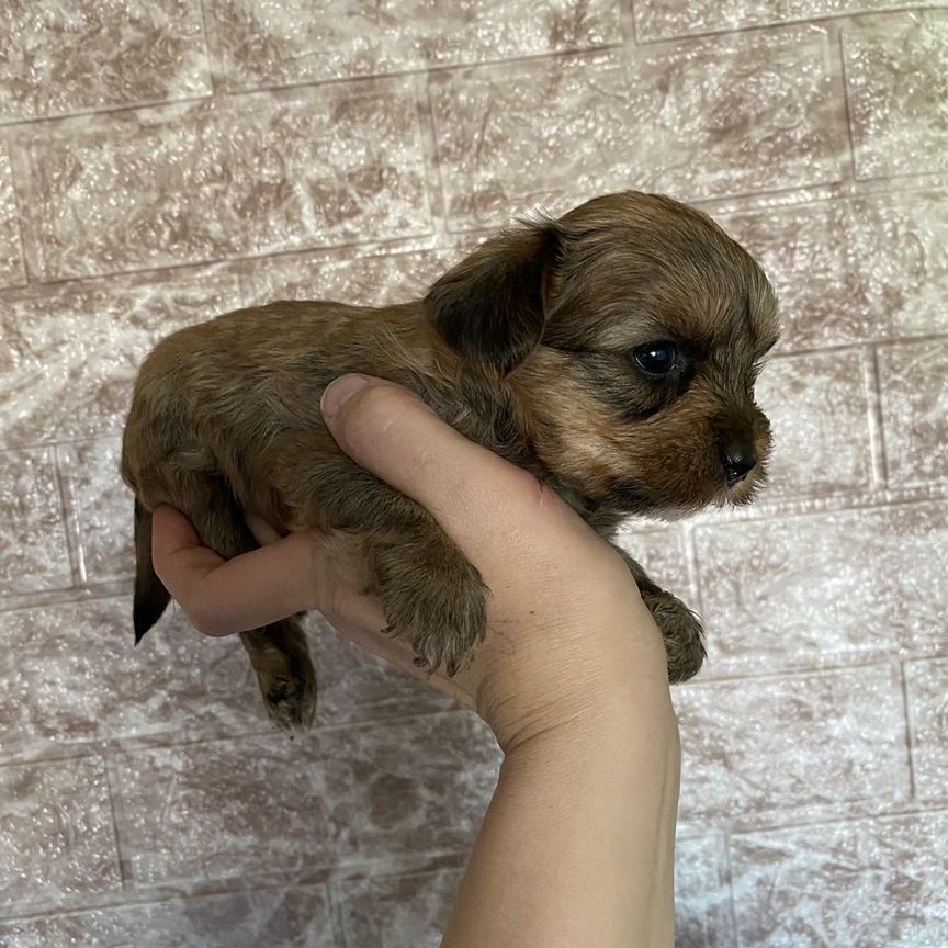 Йорк девочка мини