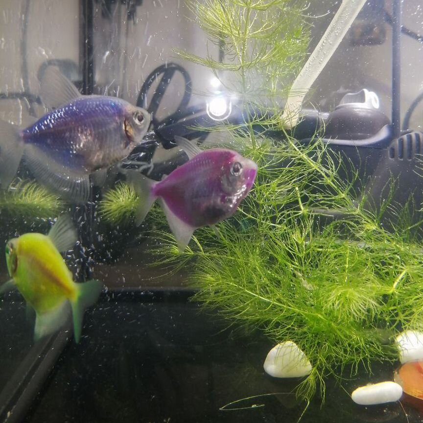 Аквариумные рыбки тернеции