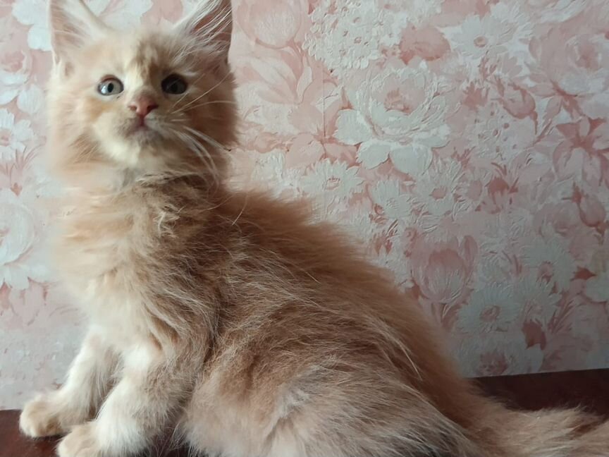 Кремовые котята мейн-кун