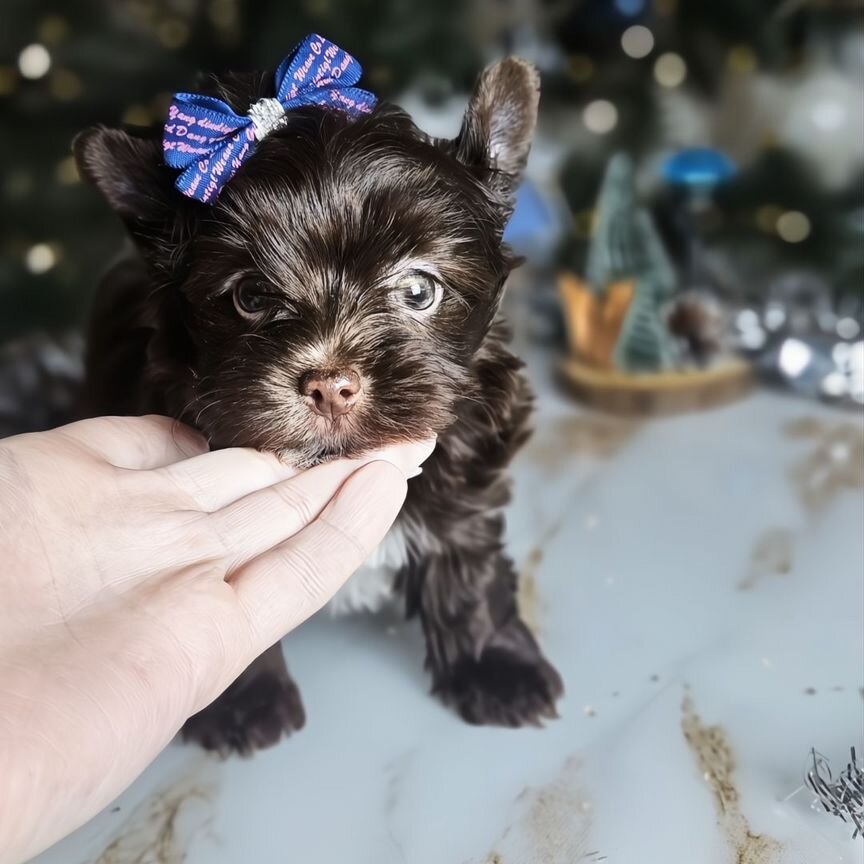 Йоркширский терьер, щенок