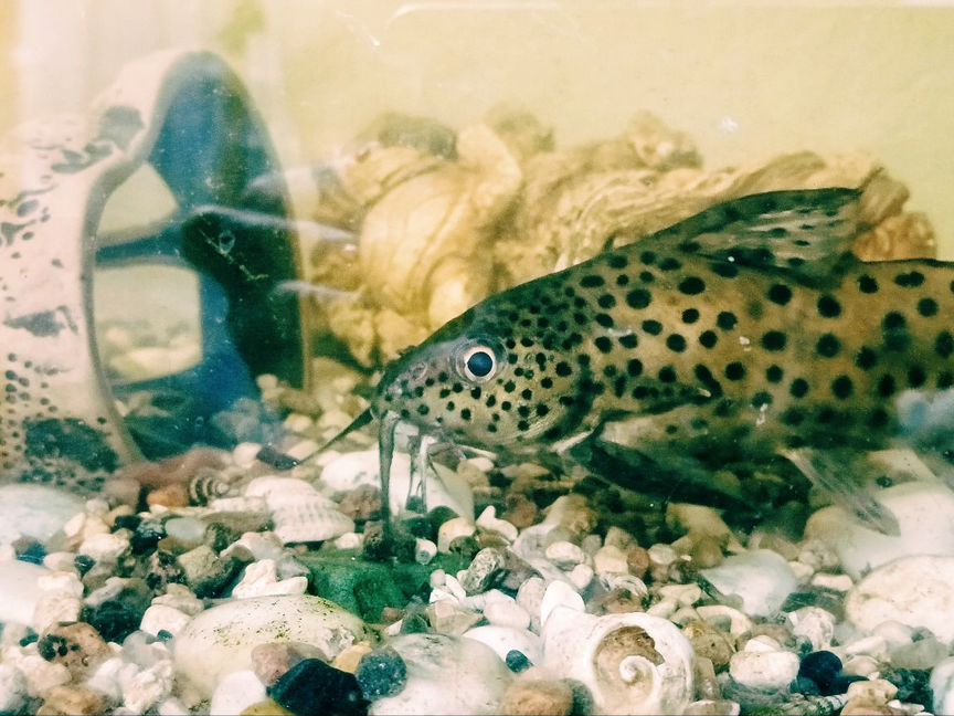 Сом Синодонтис Кукушка