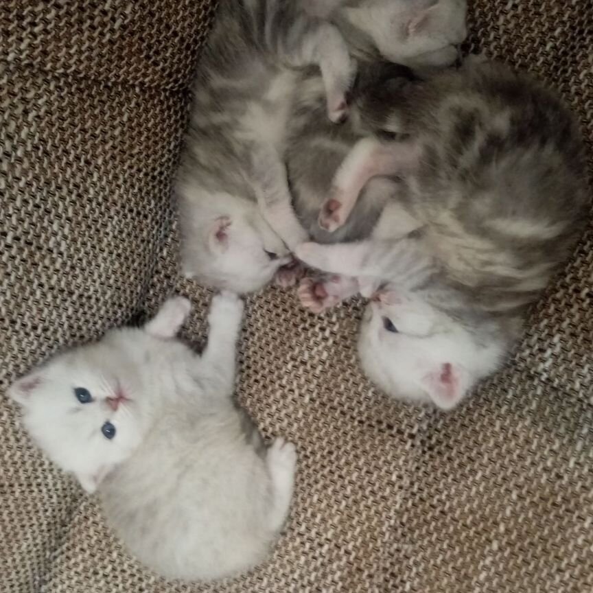 Британские котята серебристая шиншилла