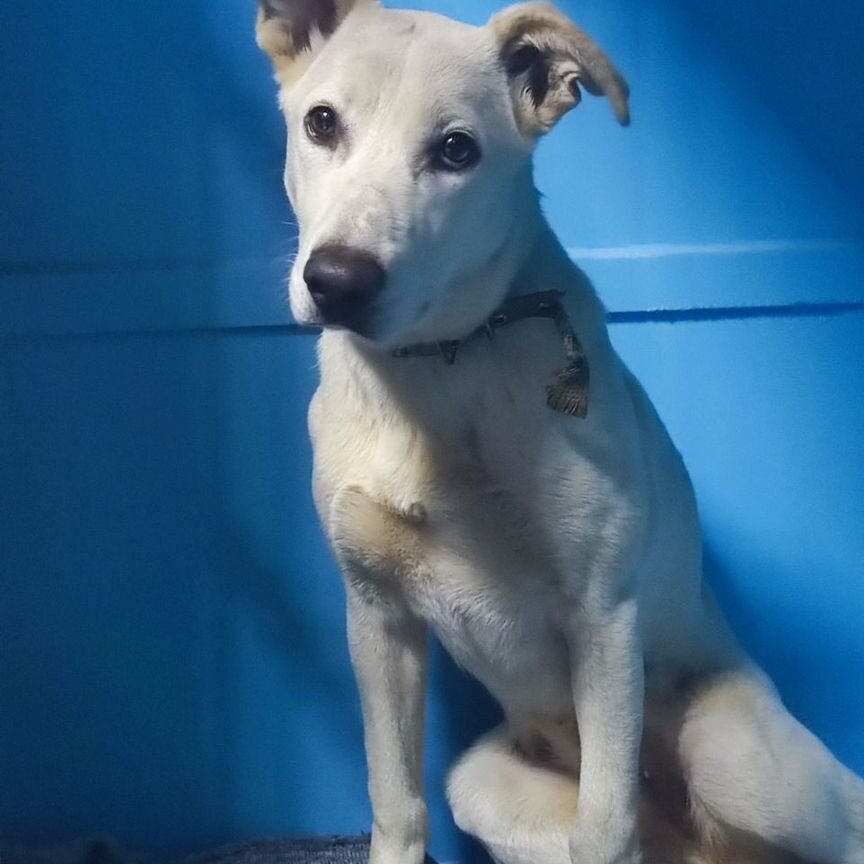 Красивая собачка без дома