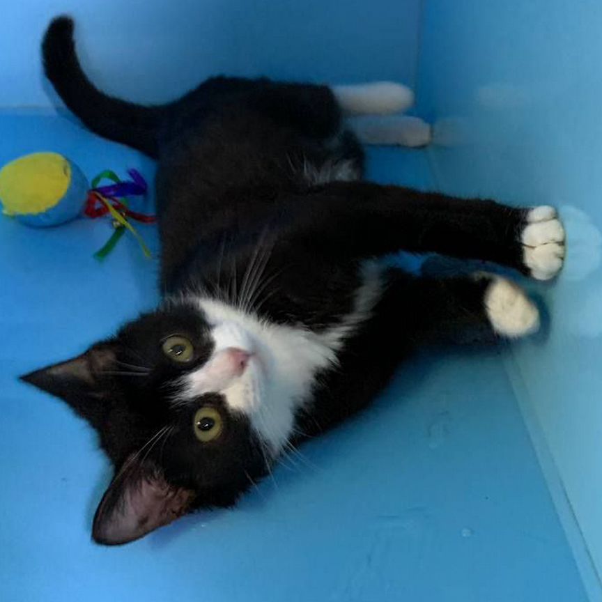 Котенок Линда выпуск на улицу.Мама, семья где Вы