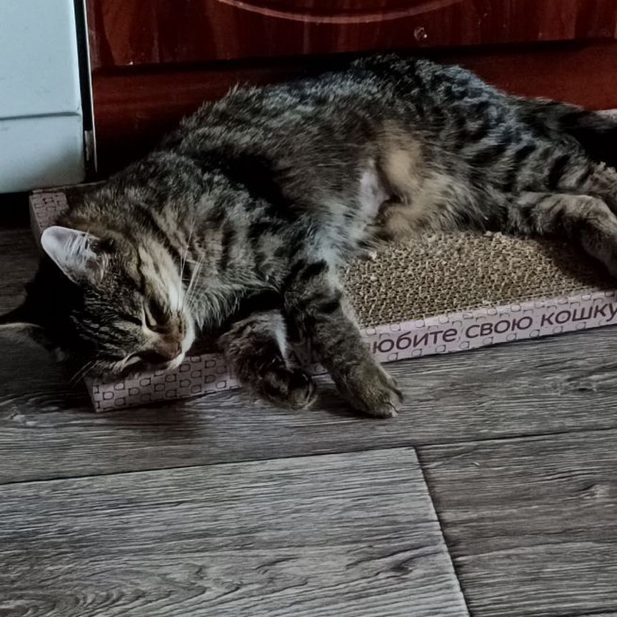 Котенок ищет руки