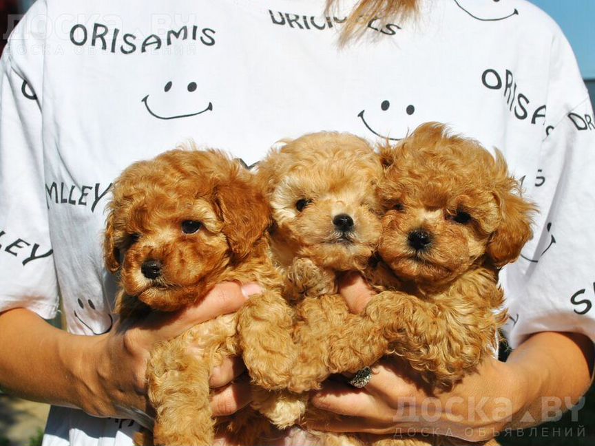 Мальтипу мини