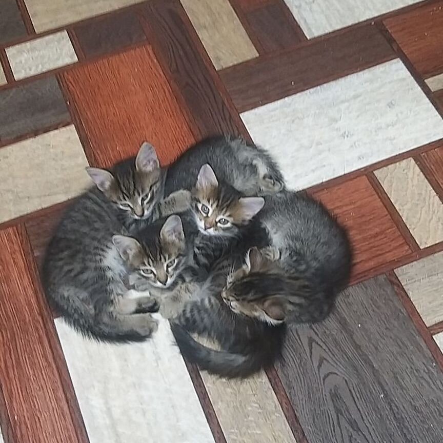 Котята в добрые руки бесплатно