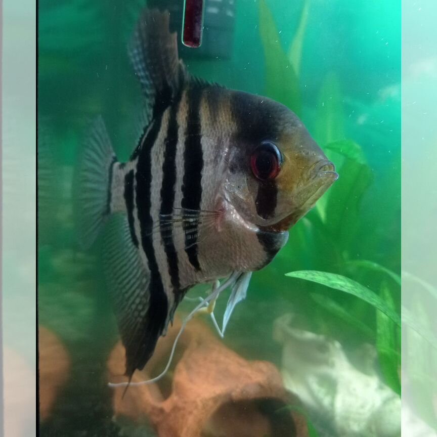 Большие рыбы аквариумные