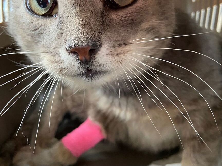 Возрастной Котик 10+ в добрые руки