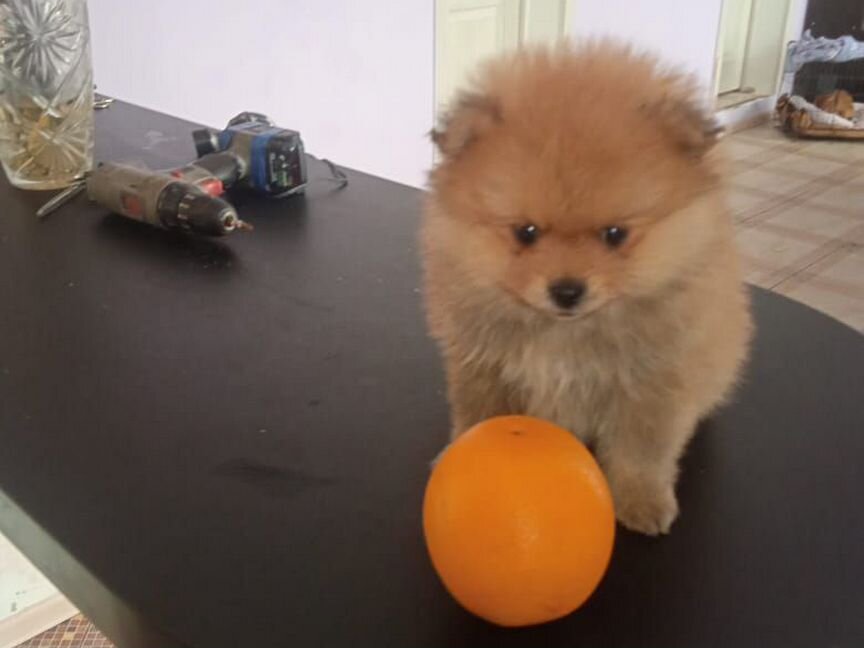 Немецкий мини шпиц