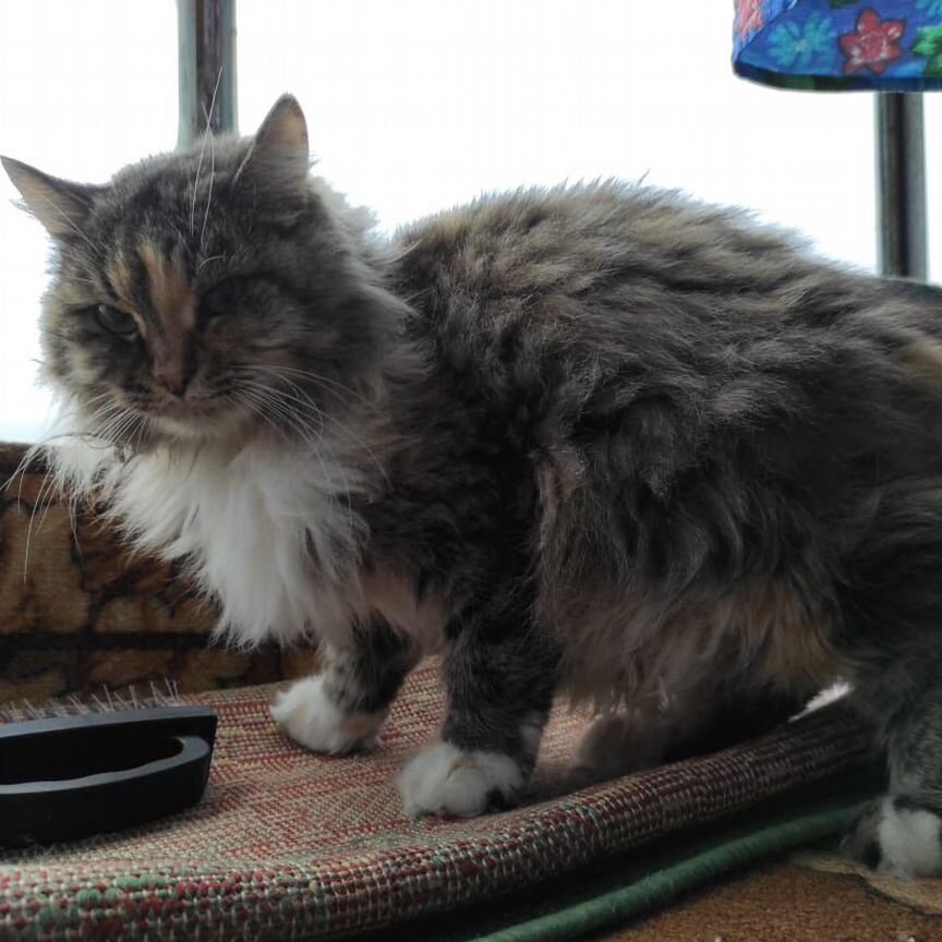 Взрослая кошка в добрые руки