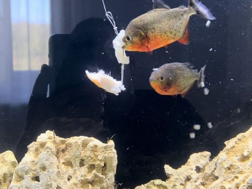 Продаю пираний