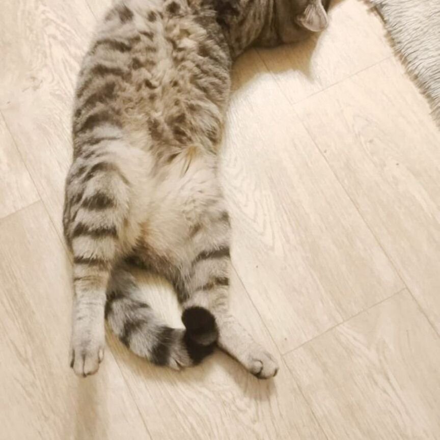 Отдам кота в хорошие руки, 3 годика