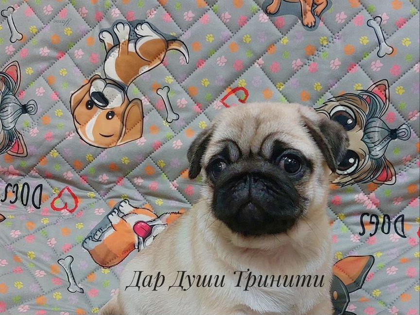 Мопс девочка с док-ми РКФ