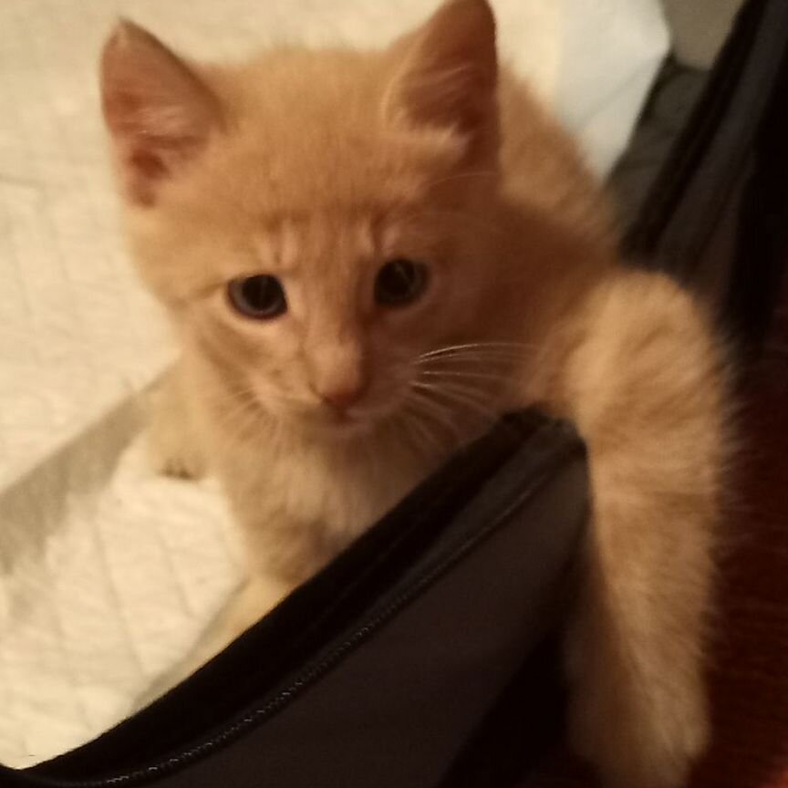 Котёнок в добрые руки