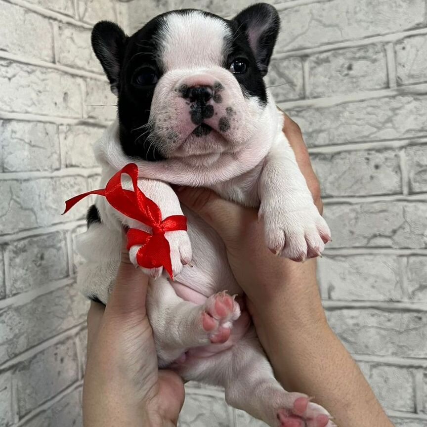 Французский бульдог щенки мини