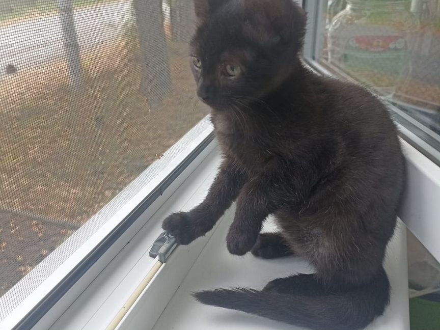 Котик в дар