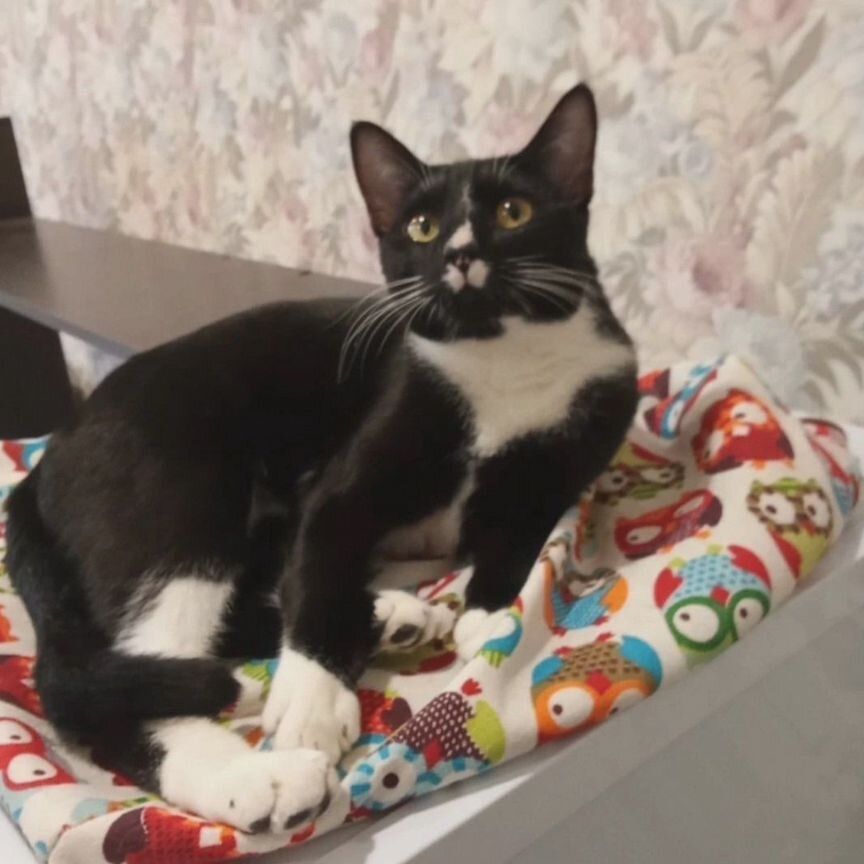 Котик от кошки сфинкс