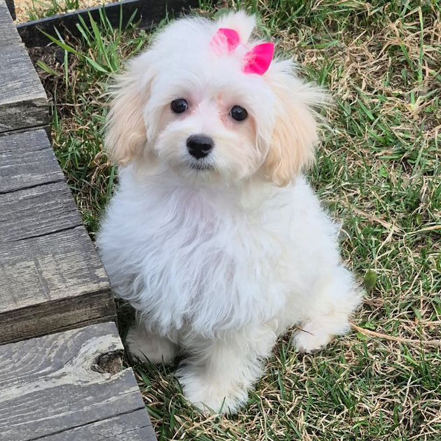 Мальтипу, щенок