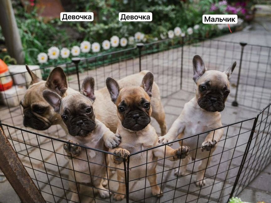 Щенки французики
