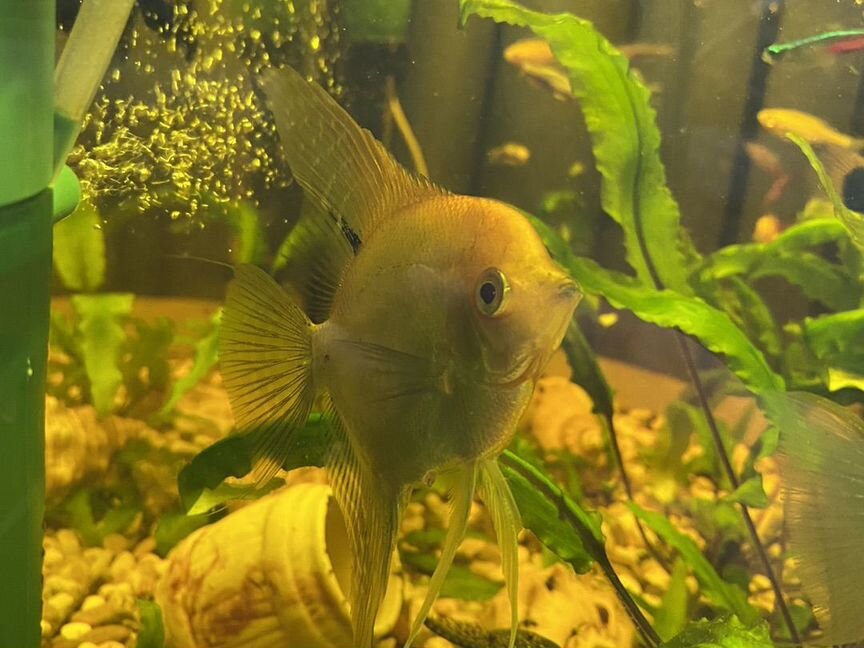 Аквариум с рыбками