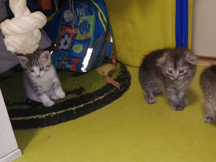 Котята в добрые руки