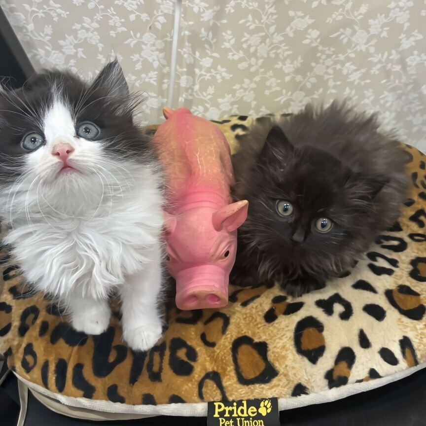 Сибирский котёнок