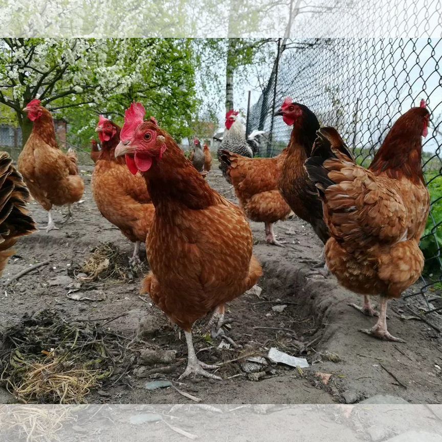 Куры куры курочки