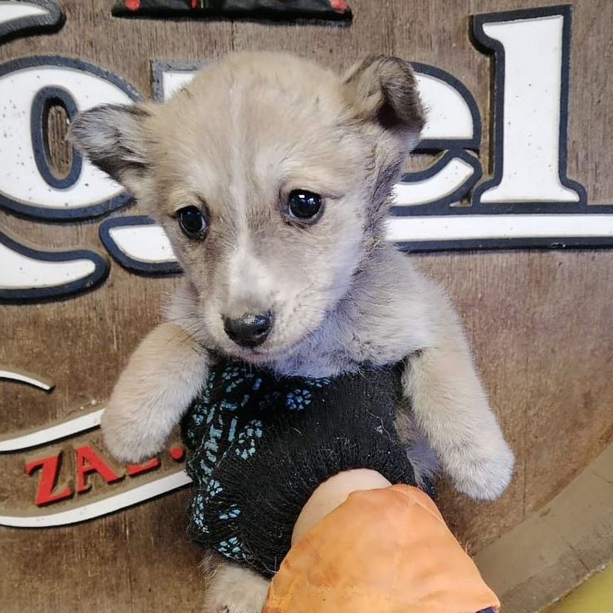 Щенок девочка от не большой мамы