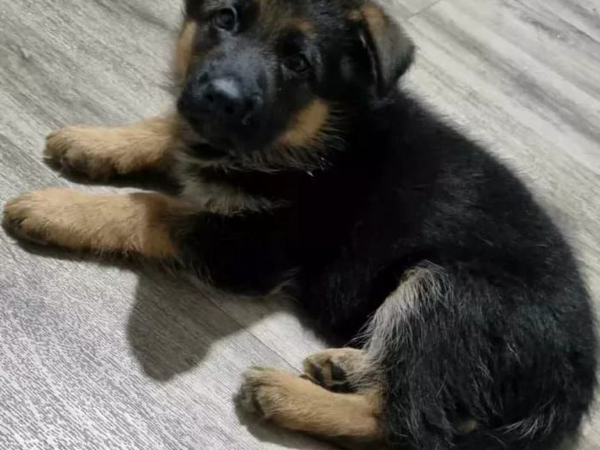 Щенки немецкой овчарки