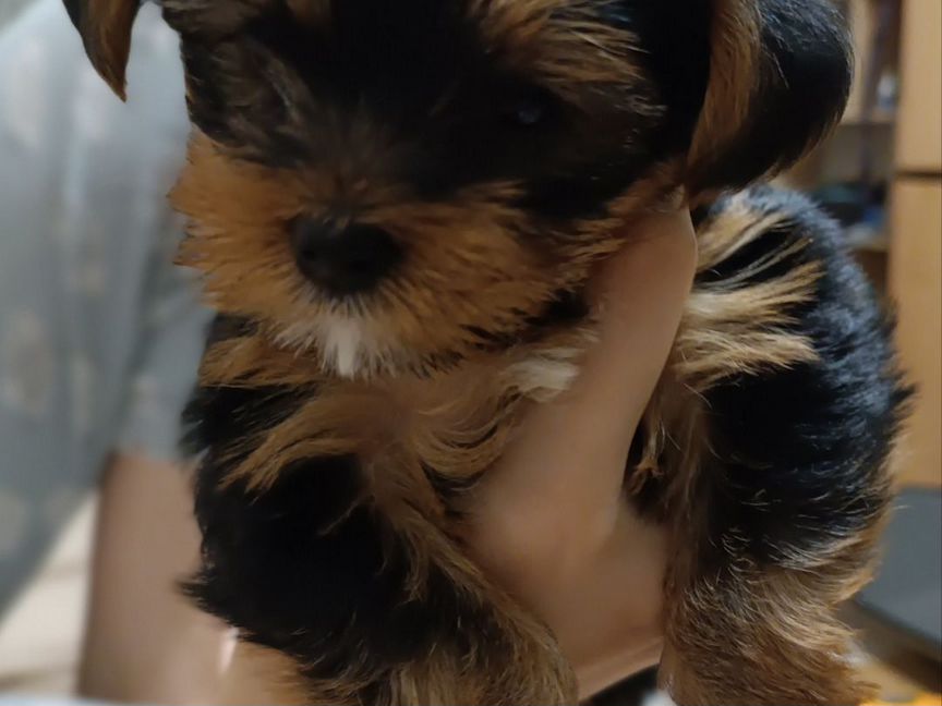 Йоршский терьер