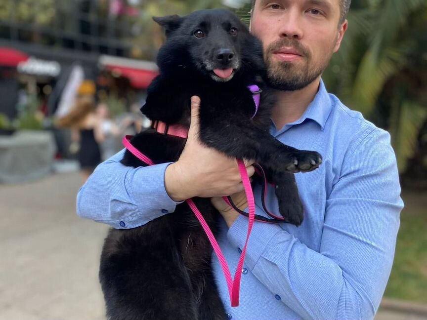 Шипперке маленькая собака в добрые руки