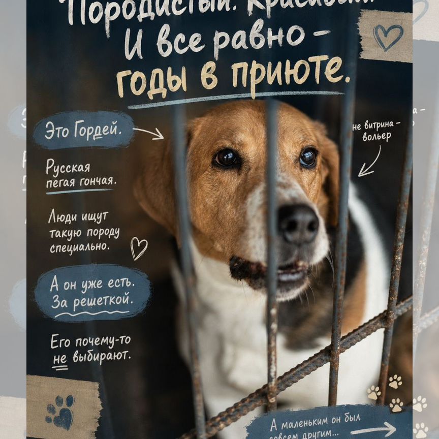 Взрослый пёс в добрые руки