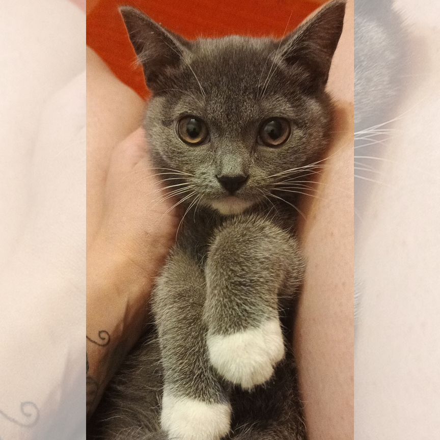 Шотландский вислоухий короткошёрстный котёнок