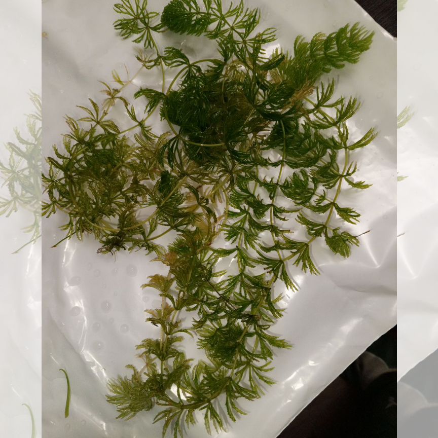 Аквариумные растения