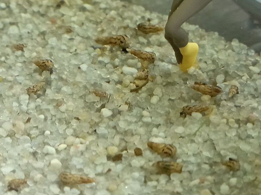 Улитки Мелания