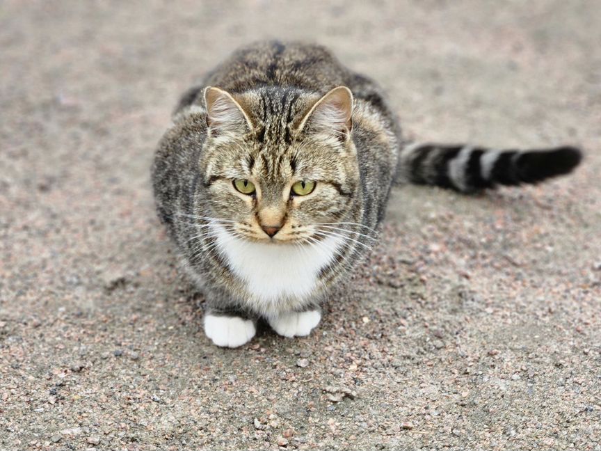 Кошка из приюта в добрые руки