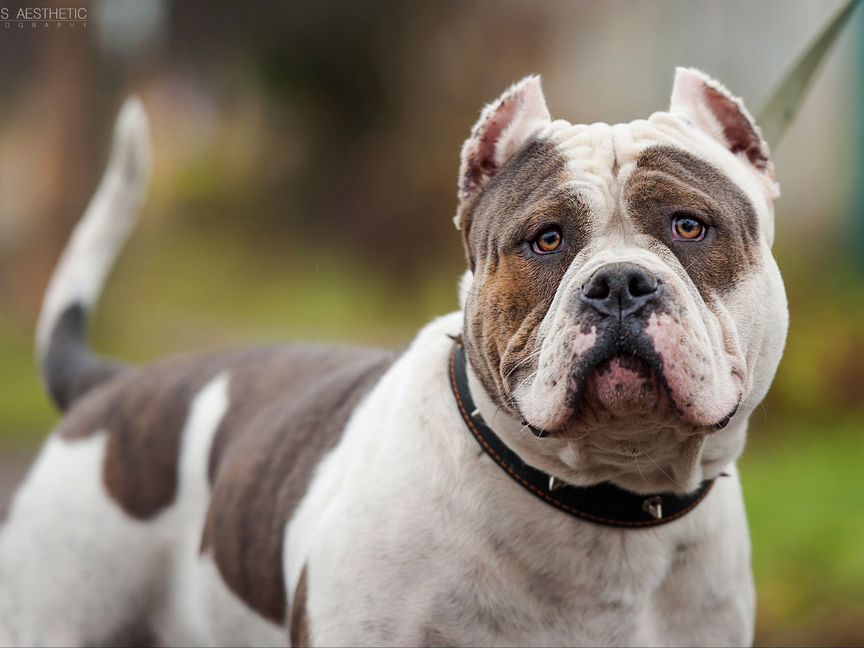 Американский Булли xl вязка