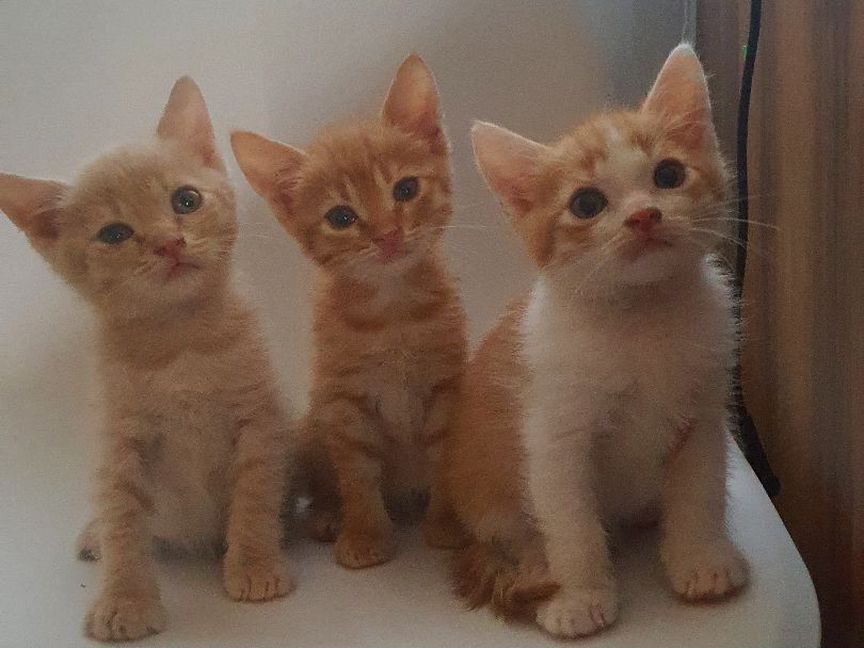 Котята в добрые руки