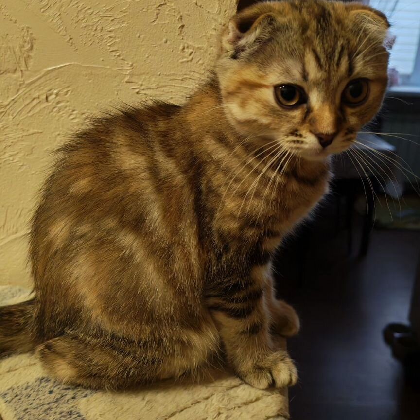 Шотландский вислоухий короткошёрстный котёнок