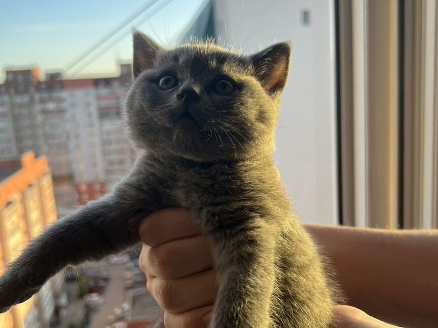 Шотландский прямоухий котенок мальчик